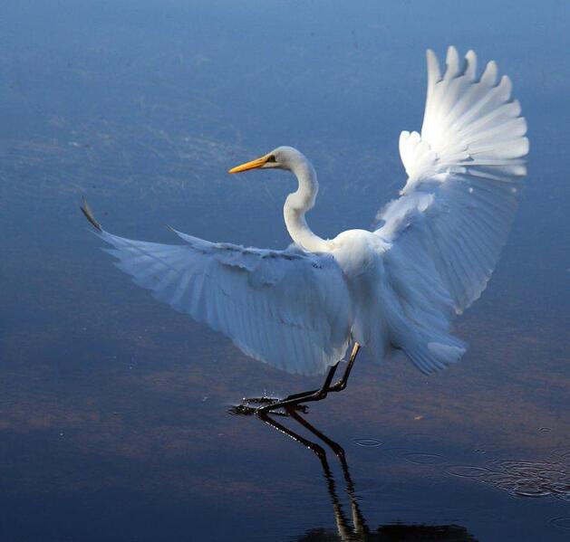 Birds of the Daintree - Destination Daintree