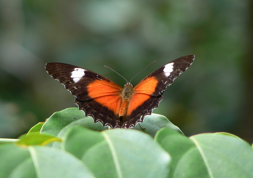 Daintree Insects - Destination Daintree