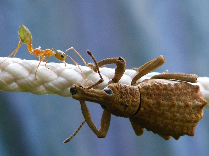Daintree Insects - Destination Daintree