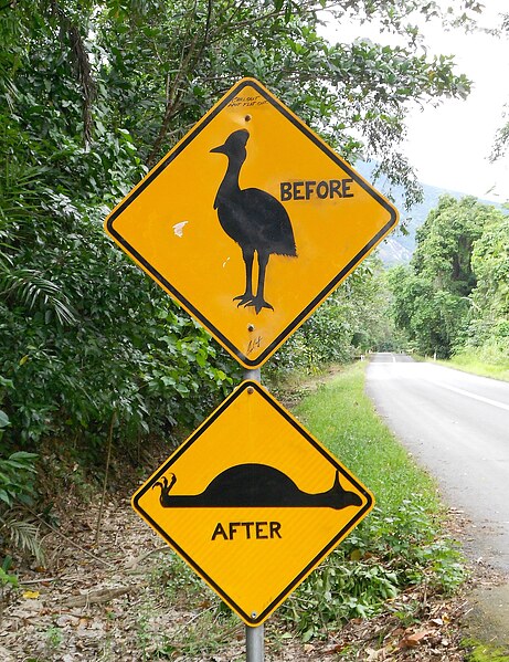 Birds of the Daintree - Destination Daintree