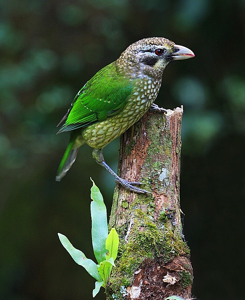 Birds of the Daintree - Destination Daintree