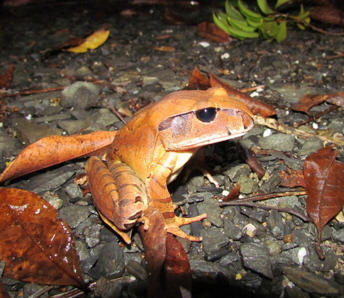 Frogs and Fishes of the Daintree