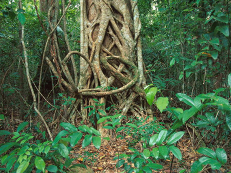 Daintree Discovery Centre - Destination Daintree